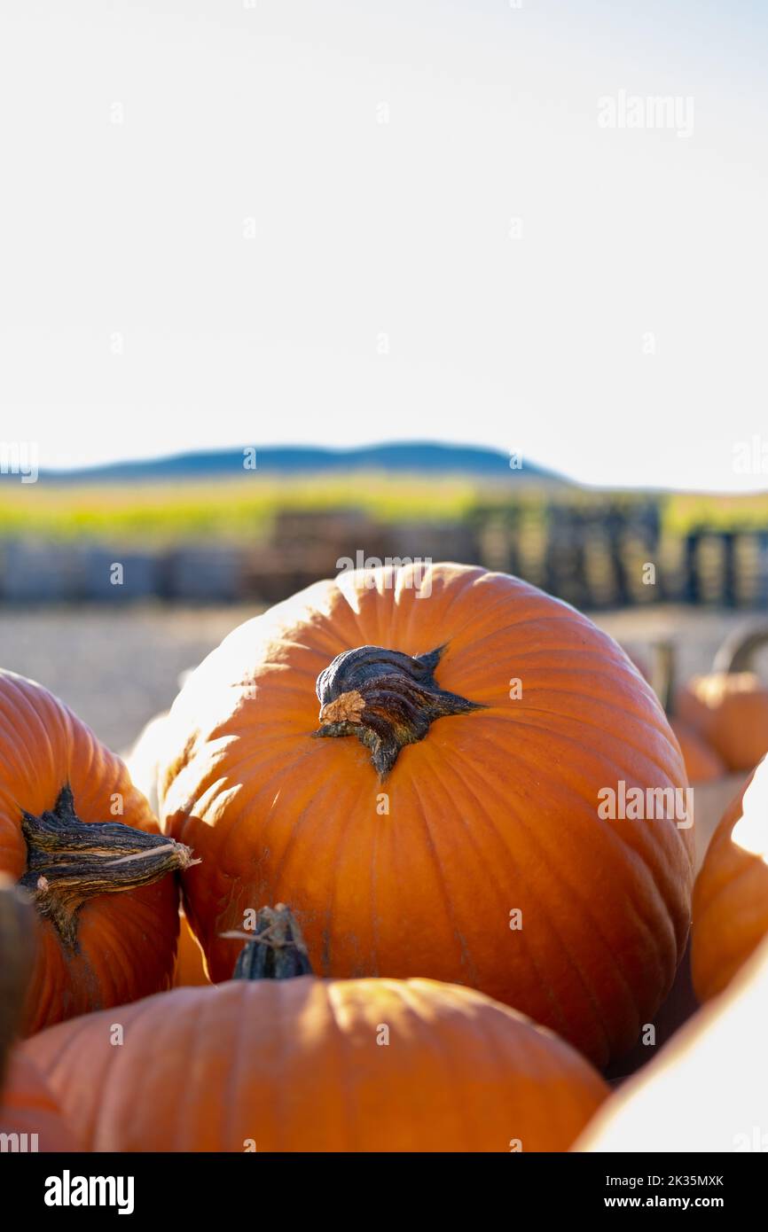 Pumpkin harvest in Canadian farm in the Fall. High quality photo Stock ...