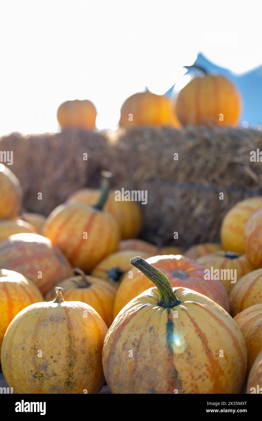 Pumpkin harvest in Canadian farm in the Fall. High quality photo Stock ...