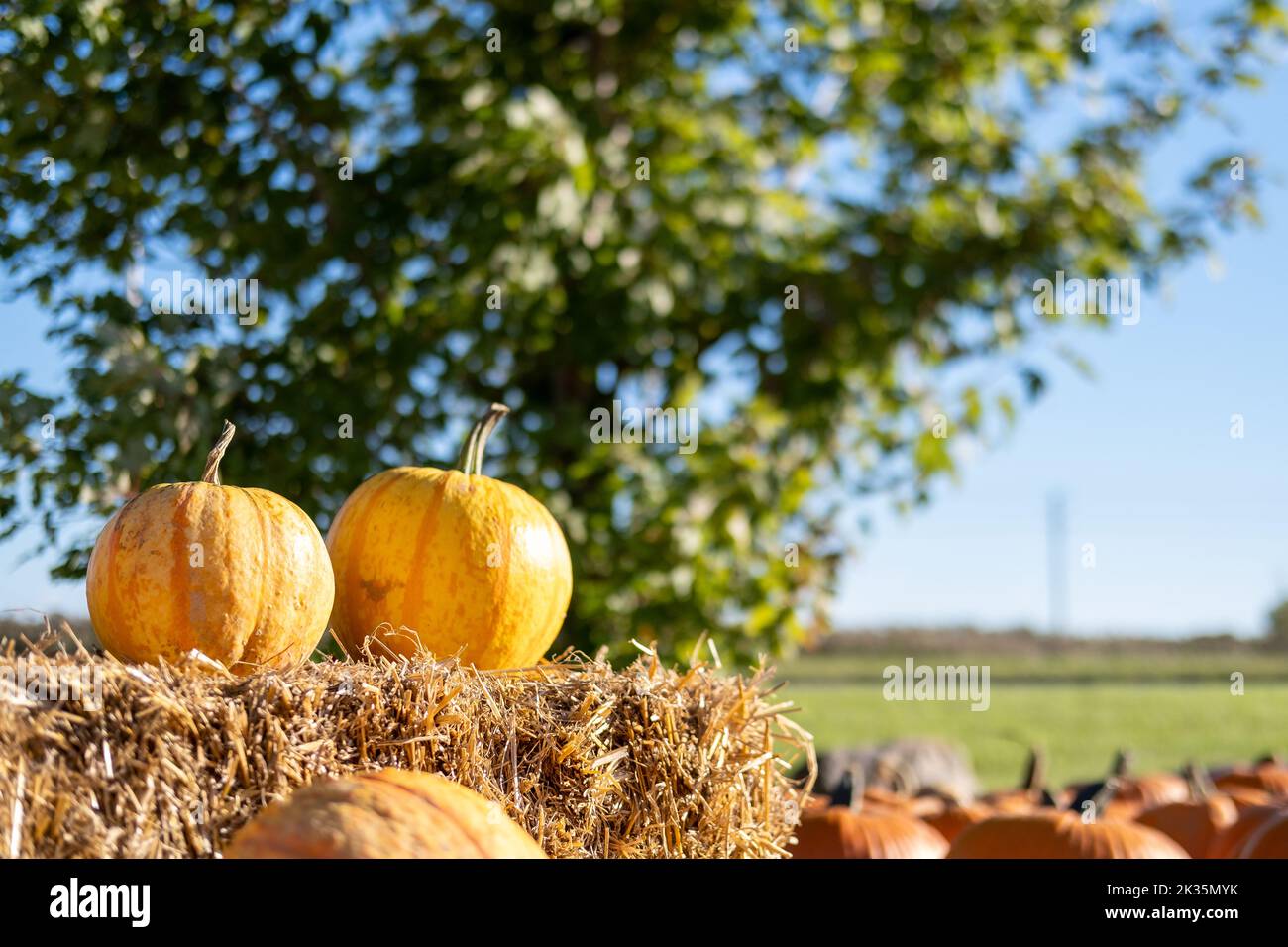 Pumpkin harvest in Canadian farm in the Fall. High quality photo Stock ...
