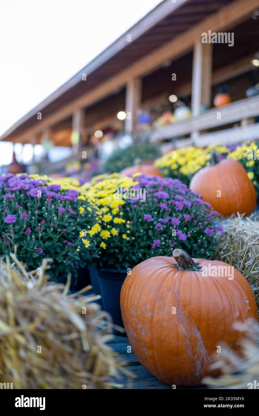 Pumpkin harvest in Canadian farm in the Fall. High quality photo Stock ...