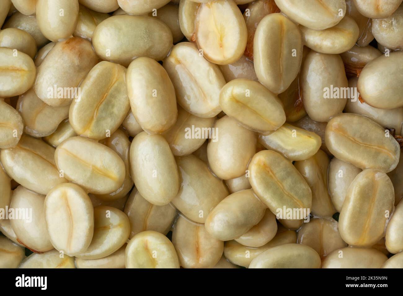 washed and cleaned coffee beans, coffea arabica, pulp and skin or flesh ...