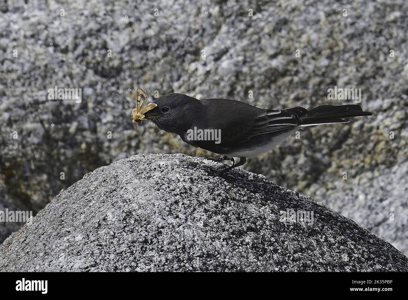 Black beak moth hi-res stock photography and images - Alamy