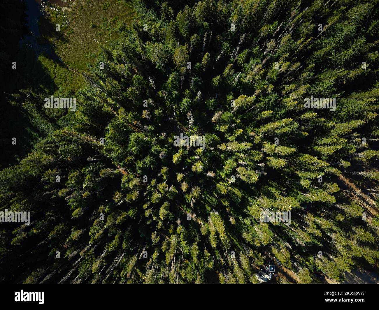 Shot from the air. Tops of pine trees, forest. Many trees ...