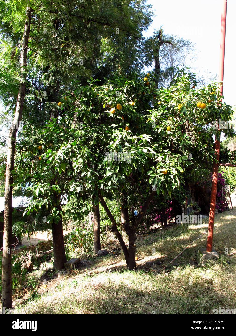 The orange tree in monastery in Ethiopia Stock Photo - Alamy