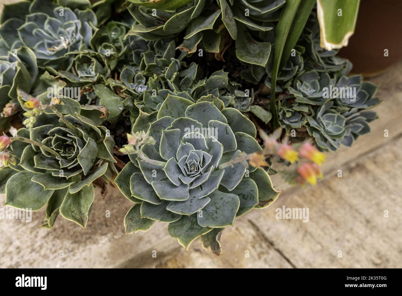 Decorative cactus detail, hardy plants Stock Photo - Alamy