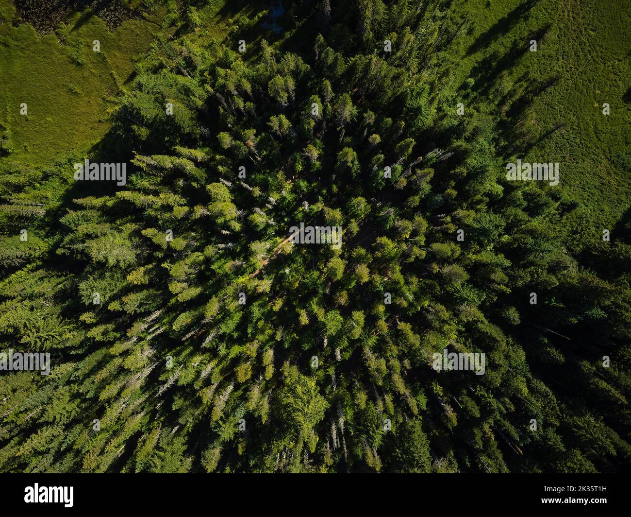 Aerial view. Dense pine forest, tree tops. Picturesque nature, calm ...