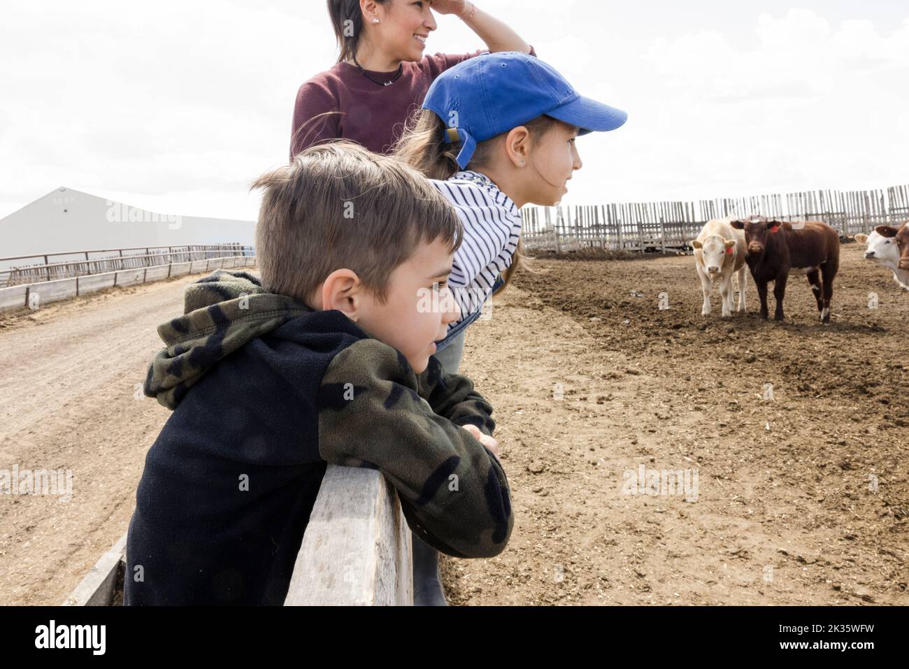 Rancher watching his cattle hi-res stock photography and images - Alamy