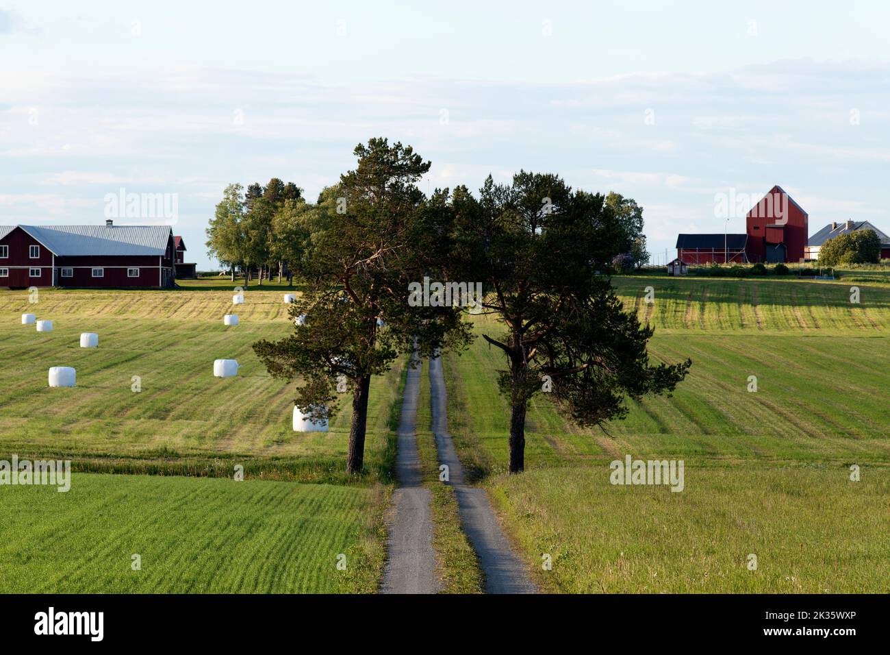 Two trees on each side of a road, farmland behind. Buildings and ...