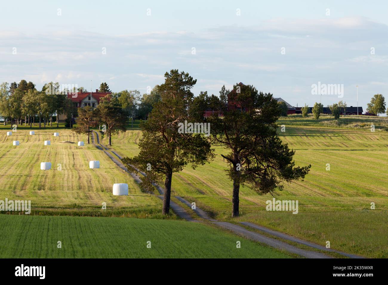 Two trees on each side of a road, farmland behind. Buildings and ...