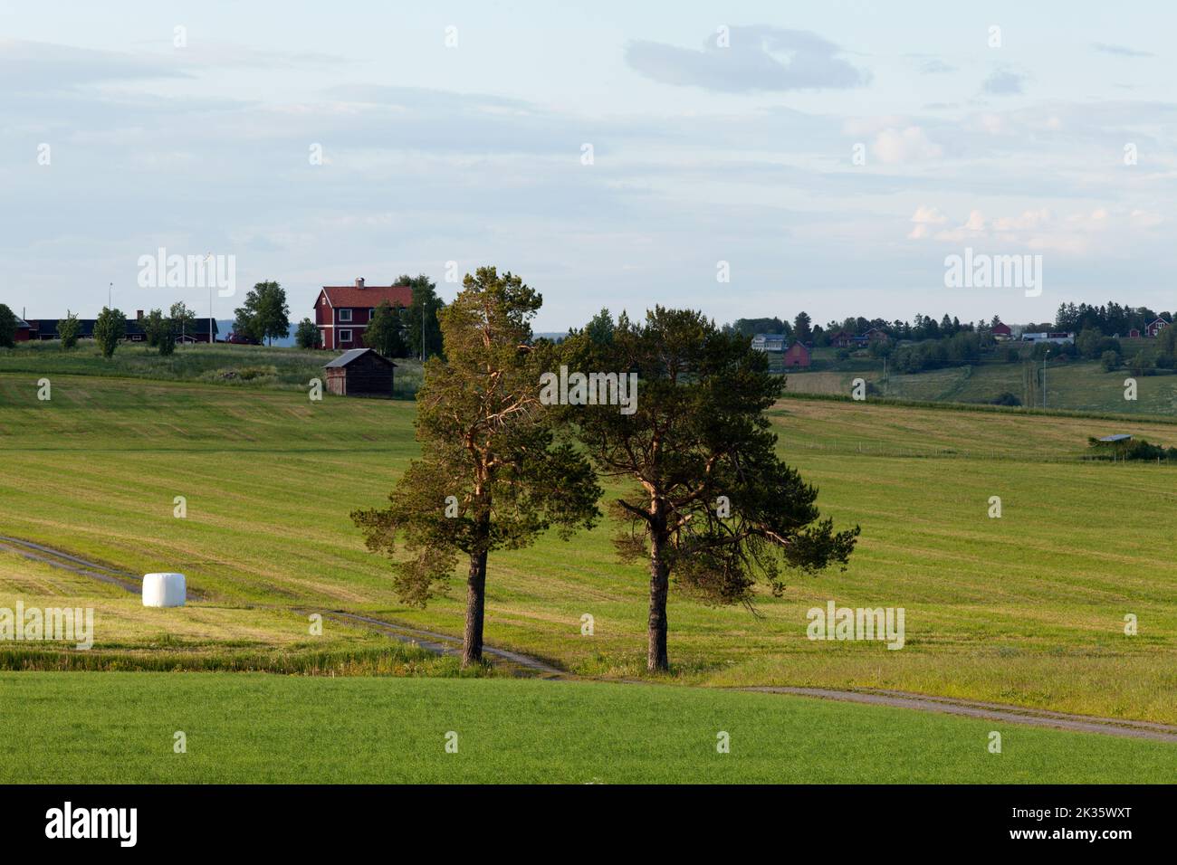 Two trees on each side of a road, farmland behind. Buildings and ...