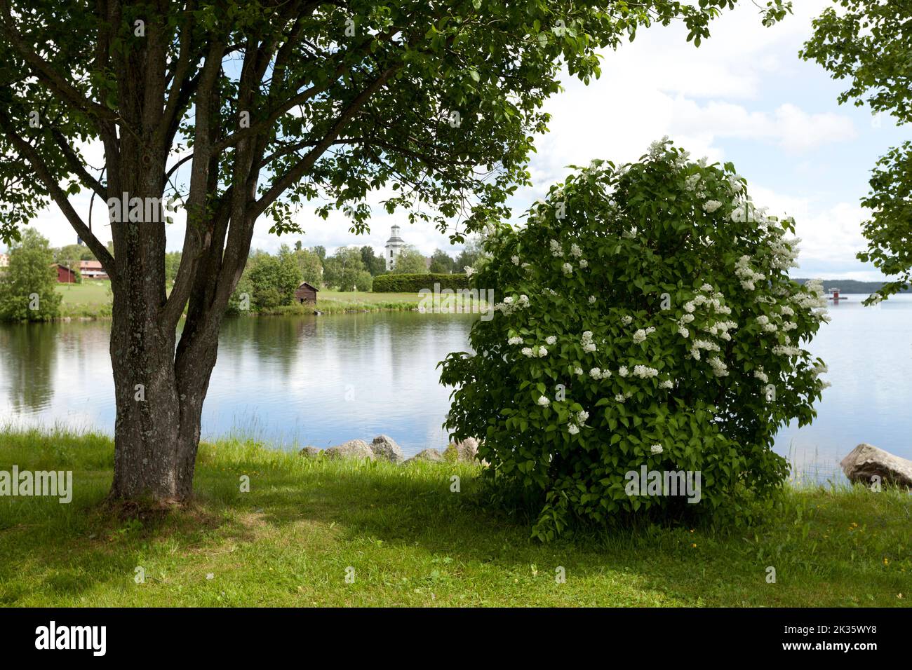 White Alba, Syringa vulgaris, lilac tree by the lake. Church and ...