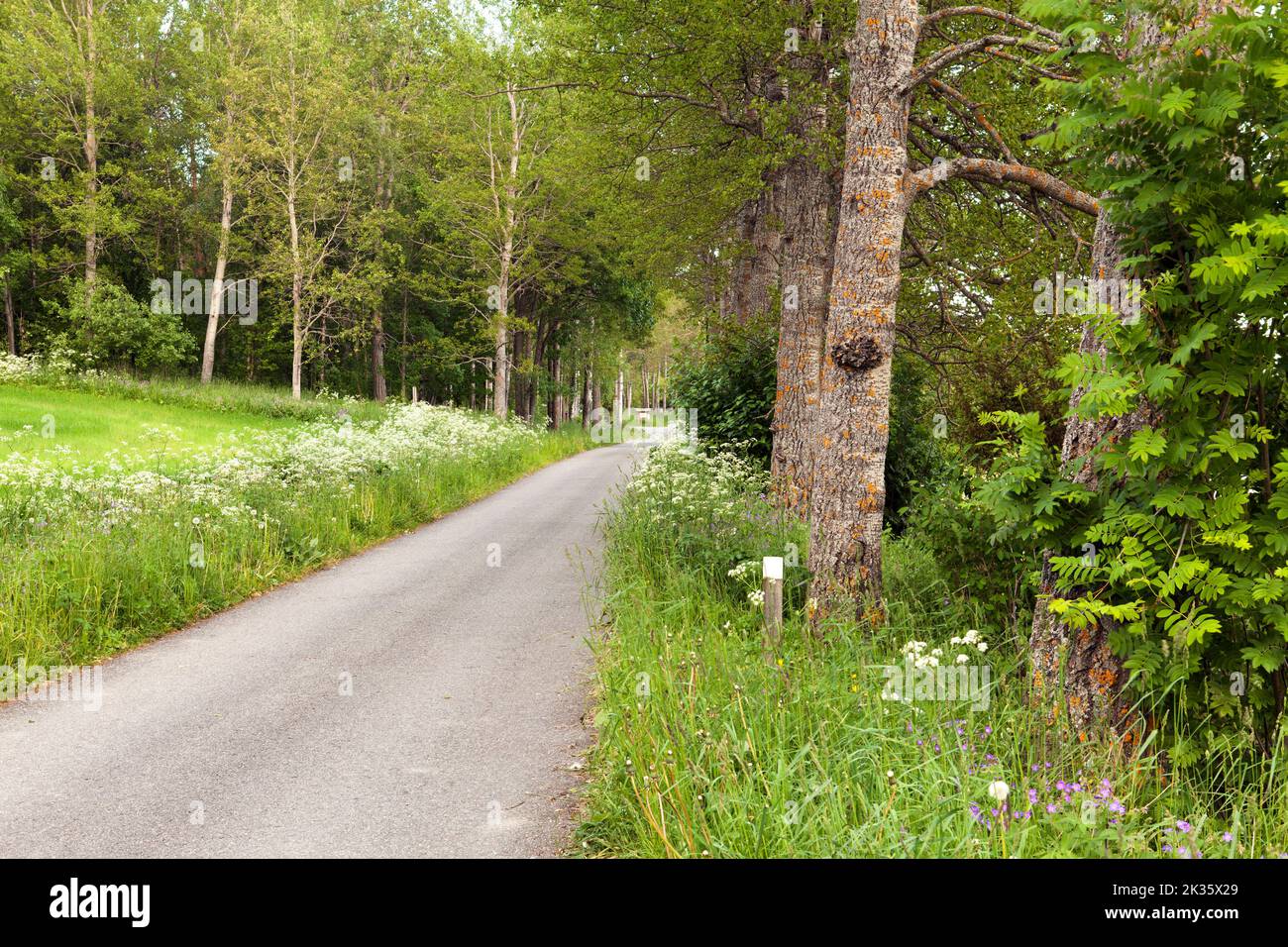 Driveway, entry into Sommarhagen through aspen alley and cow parsley ...
