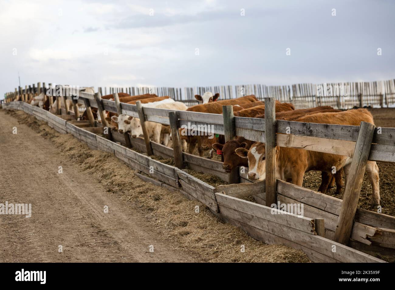 Cattle feeding trough hi-res stock photography and images - Alamy