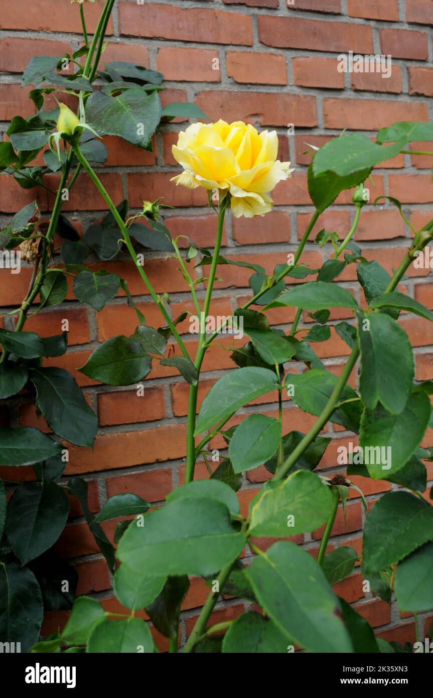 Copenhagen /Denamrk /24 September 2022/ Yellow Rose flowers and plants ...