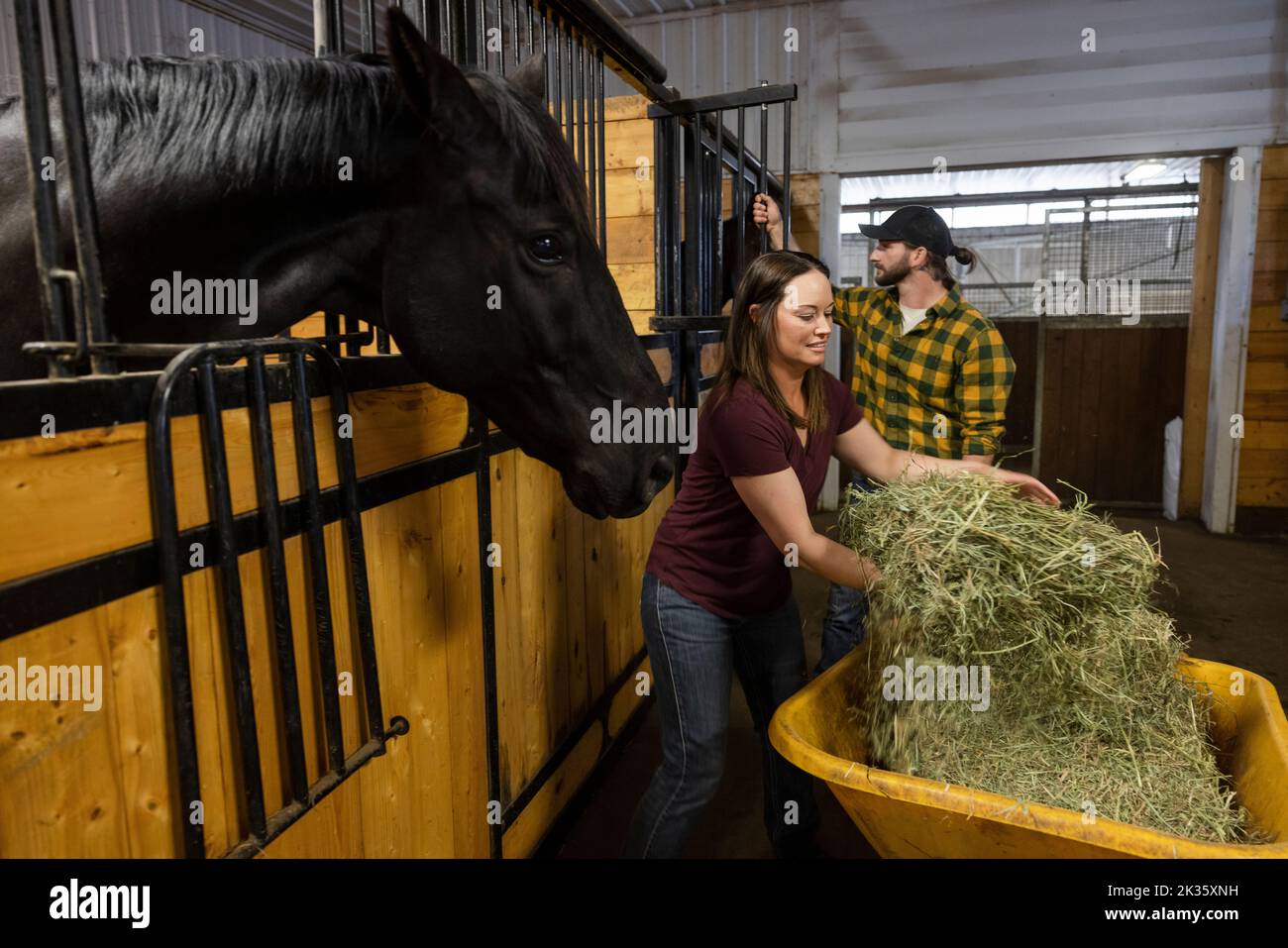 Woman feeding horses hi-res stock photography and images - Alamy