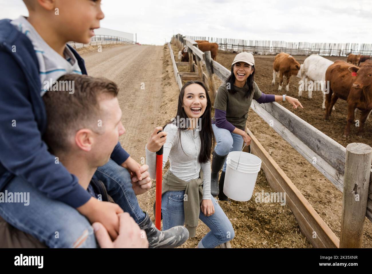 Corral cattle hi-res stock photography and images - Alamy