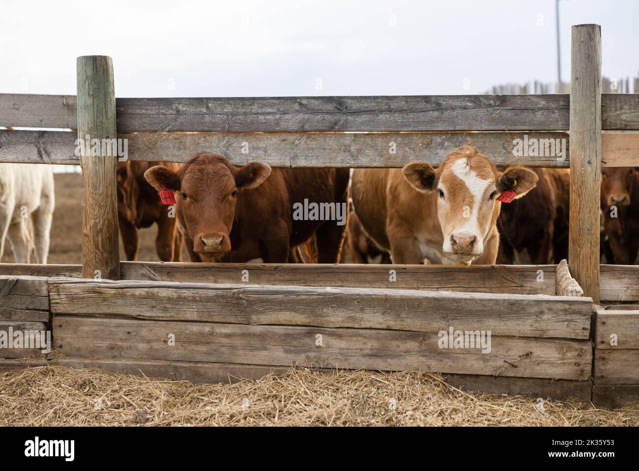 Portrait cows at corral fence on ranch Stock Photo - Alamy