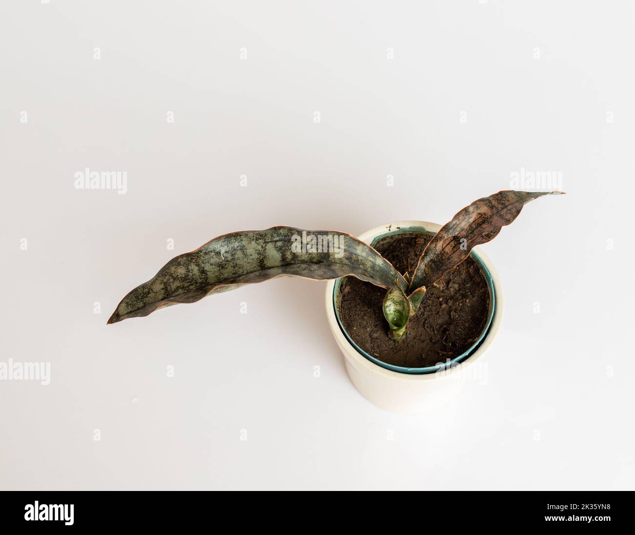 High angle view of Sansevieria Kirkii coppertone snake plant Stock ...