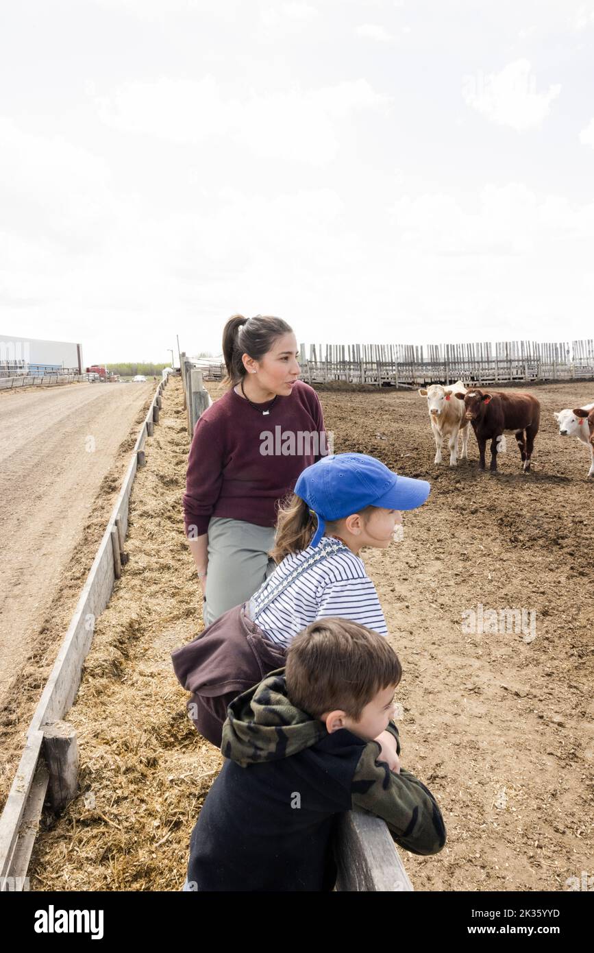 4 cows together hi-res stock photography and images - Alamy