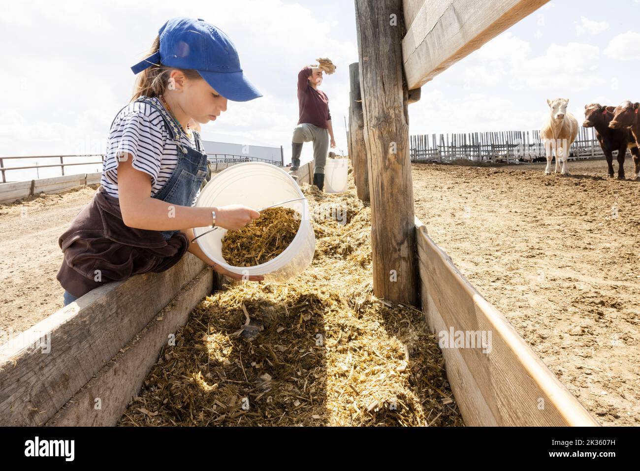 Cattle feeding trough hi-res stock photography and images - Alamy