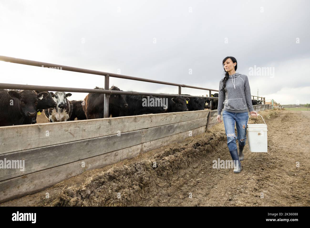 Female rancher with bucket watching cows at corral fence on ranch Stock ...