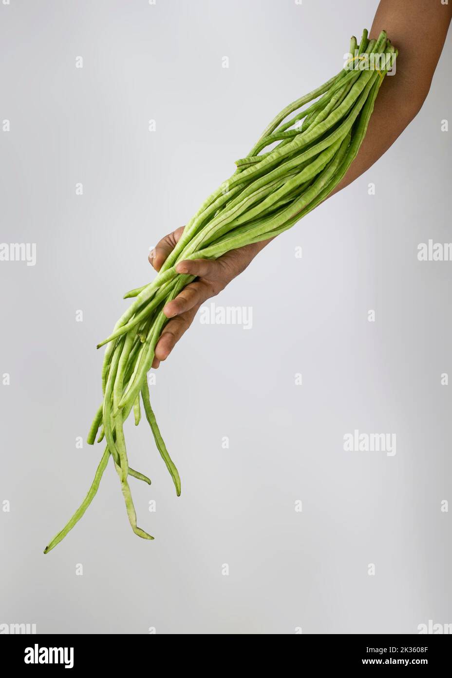 fresh Yard long beans or Chinese Long Beans (Vigna unguiculata subsp ...