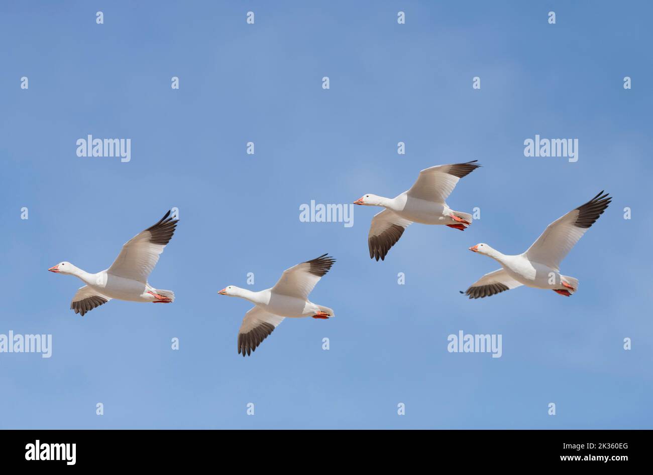 Birds parade hi-res stock photography and images - Alamy
