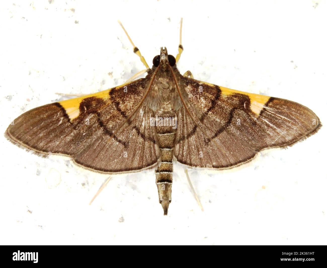 a Cranbid snout moth (family Crambidae) Spilomelinae - Omiodes species ...