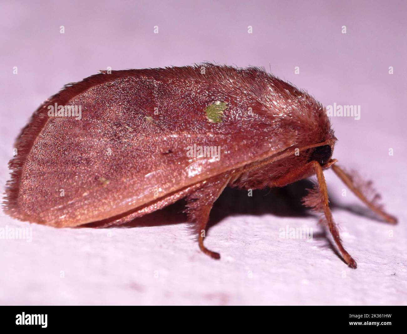 Cup Moth (family Limocodidae) indeterminate species isolated on a white ...