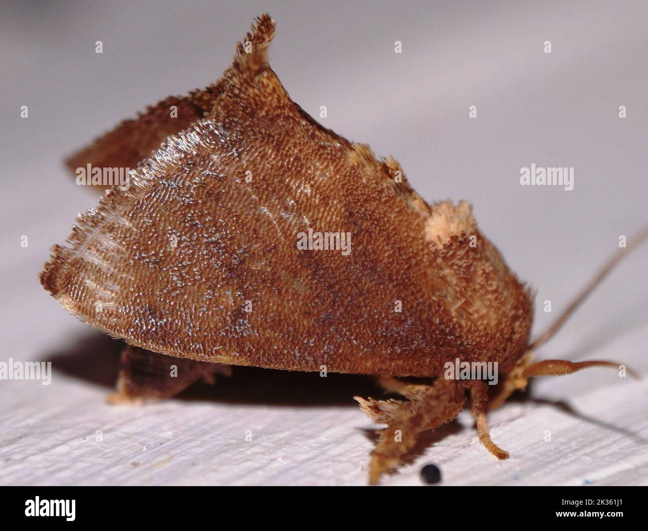 Cup Moth (family Limocodidae) indeterminate species isolated on a white ...