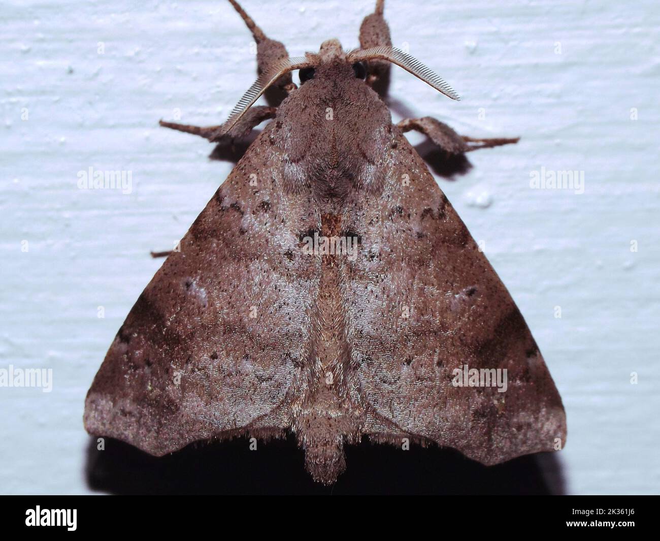 Cup Moth (family Limocodidae) indeterminate species isolated on a white ...