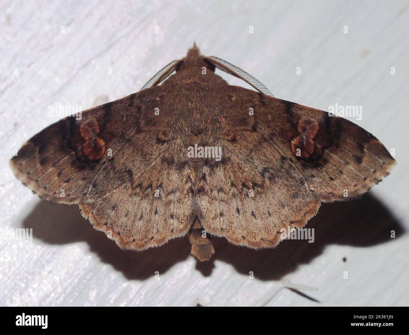 a figure eight moth - Geometer moth (family Geometridae) isolated on a ...