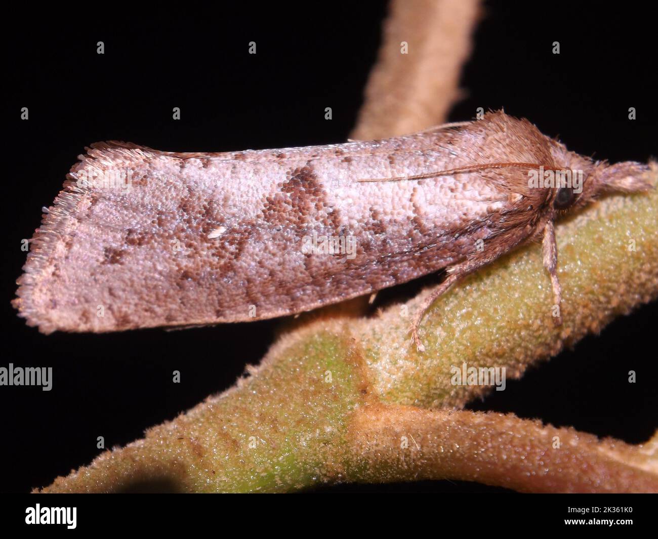 Leaf Miner Moth - Lithocolletinae (family Gracillariidae) species ...