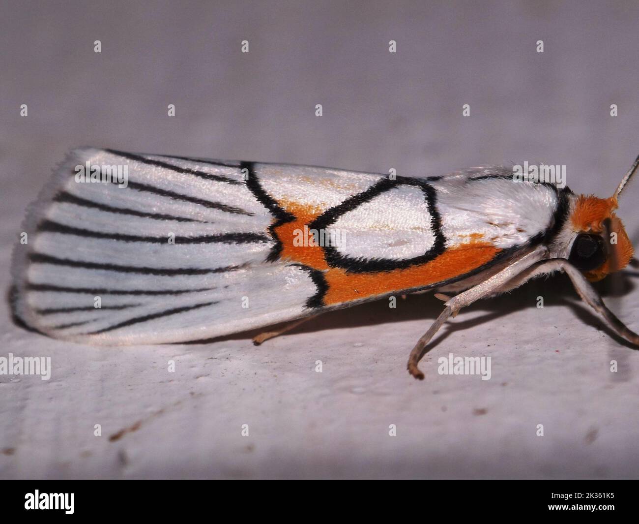 Prominent moth (family Notodontidae) Dioptinae - Scotura annulata ...