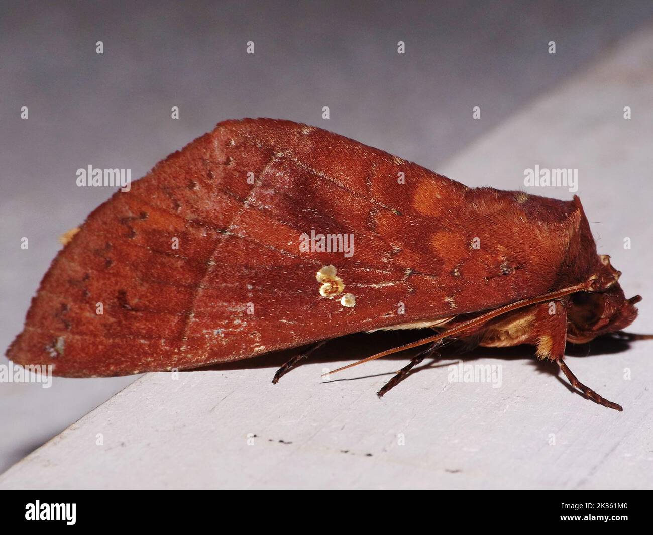 Prominent moth (family Notodontidae) Hemiceratinae - Hemiceras species ...