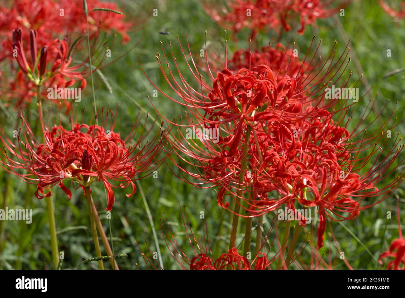 Native lilies hi-res stock photography and images - Alamy