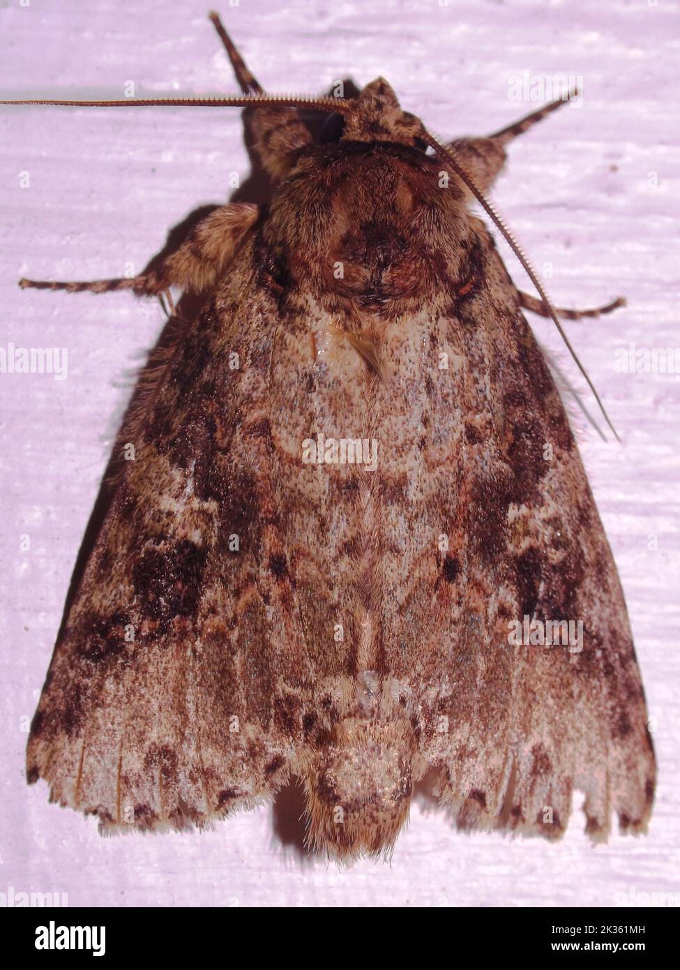 Prominent Moth (family Notodontidae) species isolated on a white ...