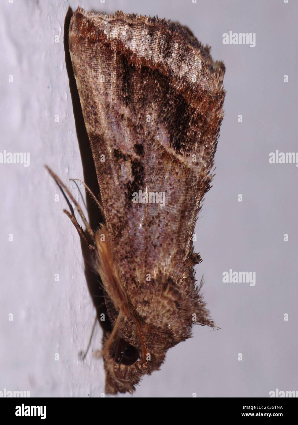 Pyralid moths hi-res stock photography and images - Alamy