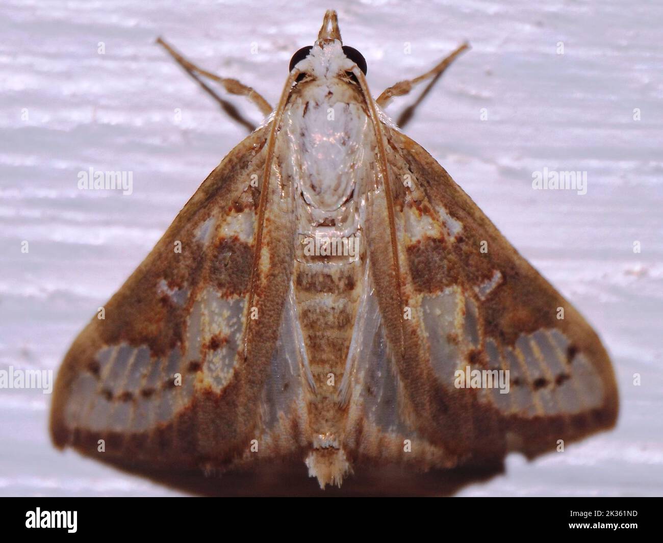 Grass moth species hi-res stock photography and images - Alamy
