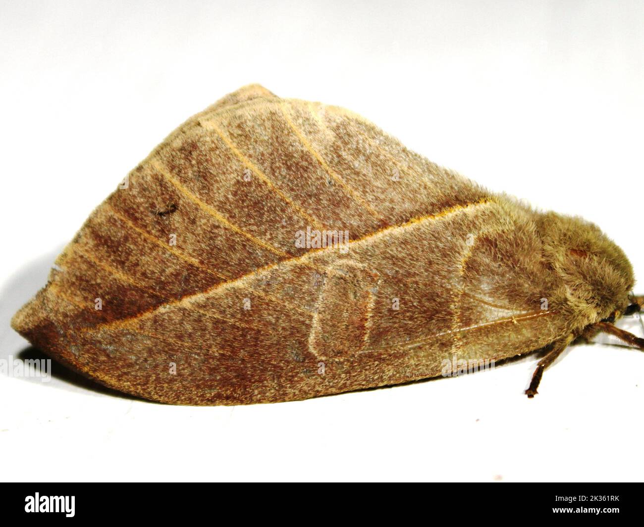 Saturniid moth (family Saturniidae) Hemileucinae - Automeris species ...
