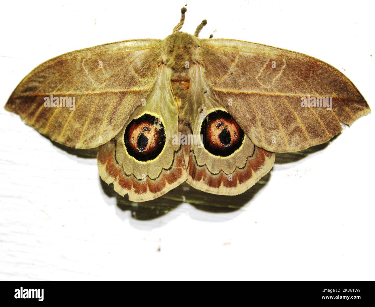 Saturniid moth (family Saturniidae) Hemileucinae - Automeris species ...