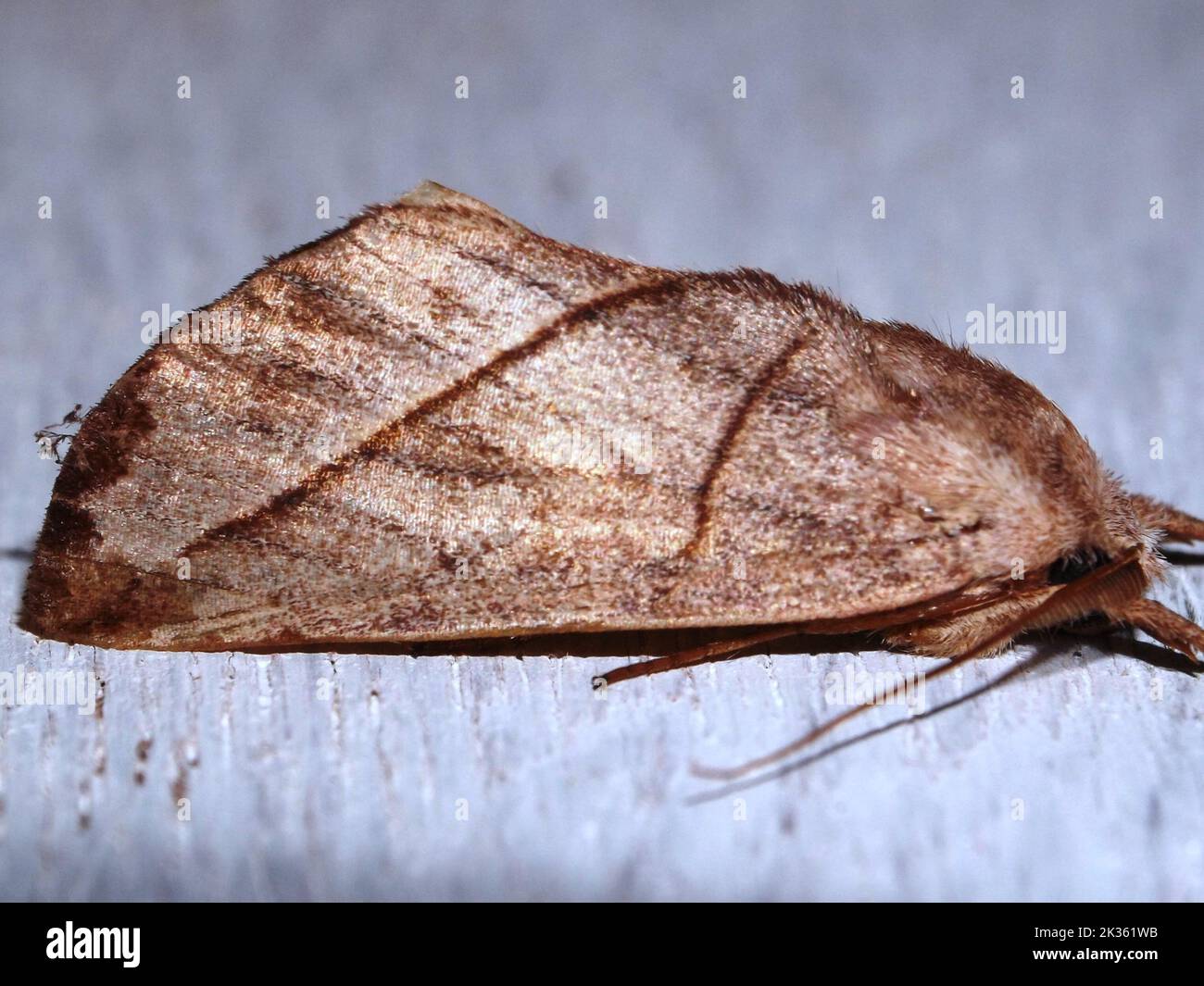 Saturniid moth (family Saturniidae) indeterminate species isolated on a ...