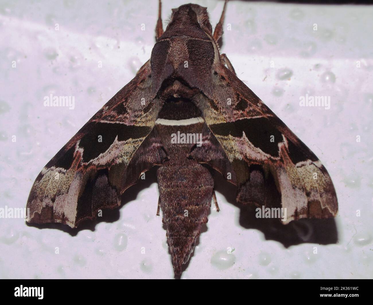 Saturniid moth (family Saturniidae) indeterminate species isolated on a ...