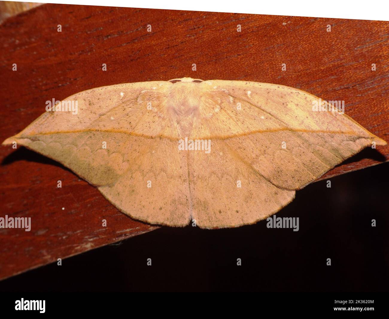 Saturniid moth (family Saturniidae) indeterminate species isolated on a ...