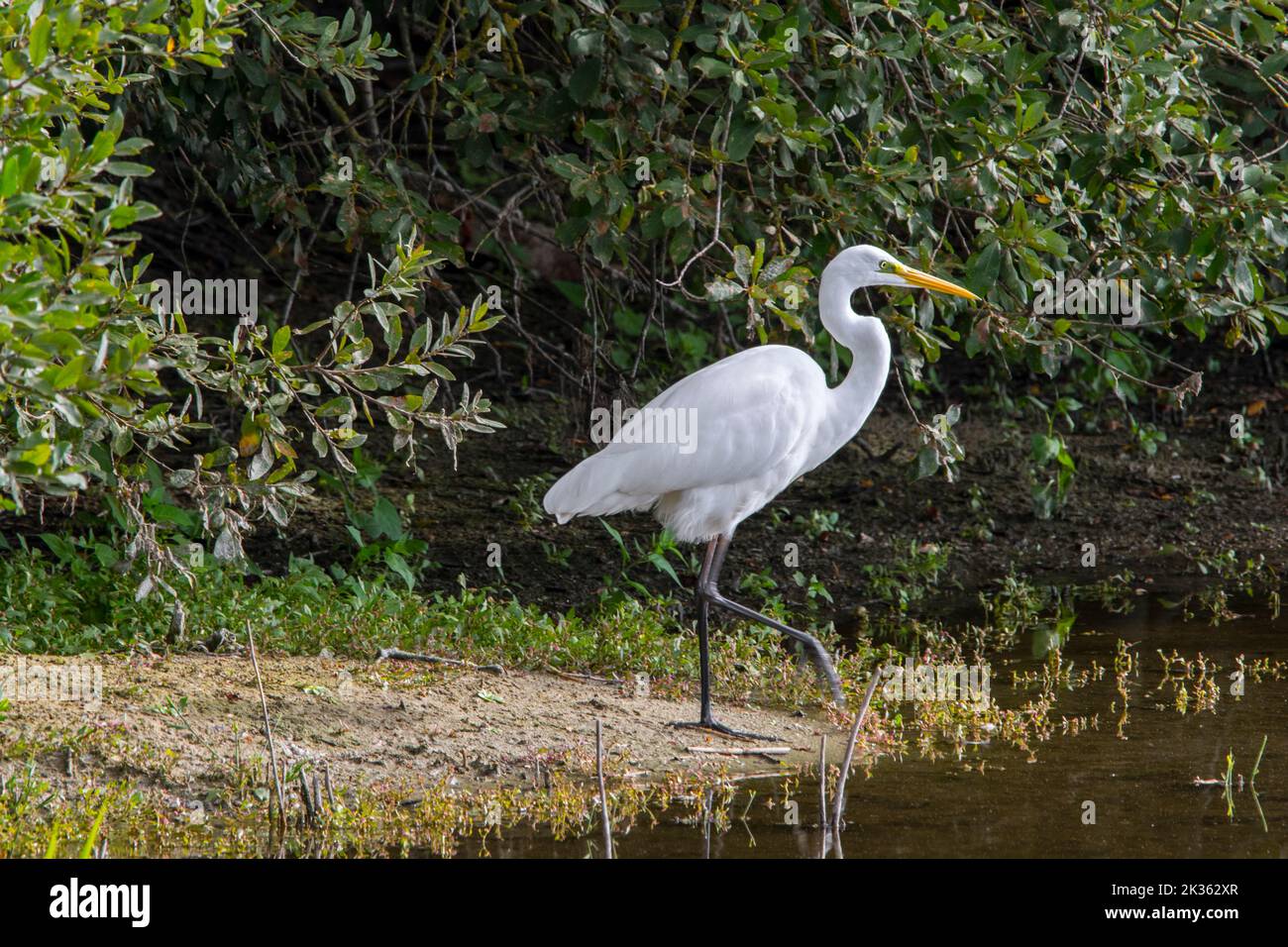 Great white egret / common egret (Ardea alba / Egretta alba) in non ...