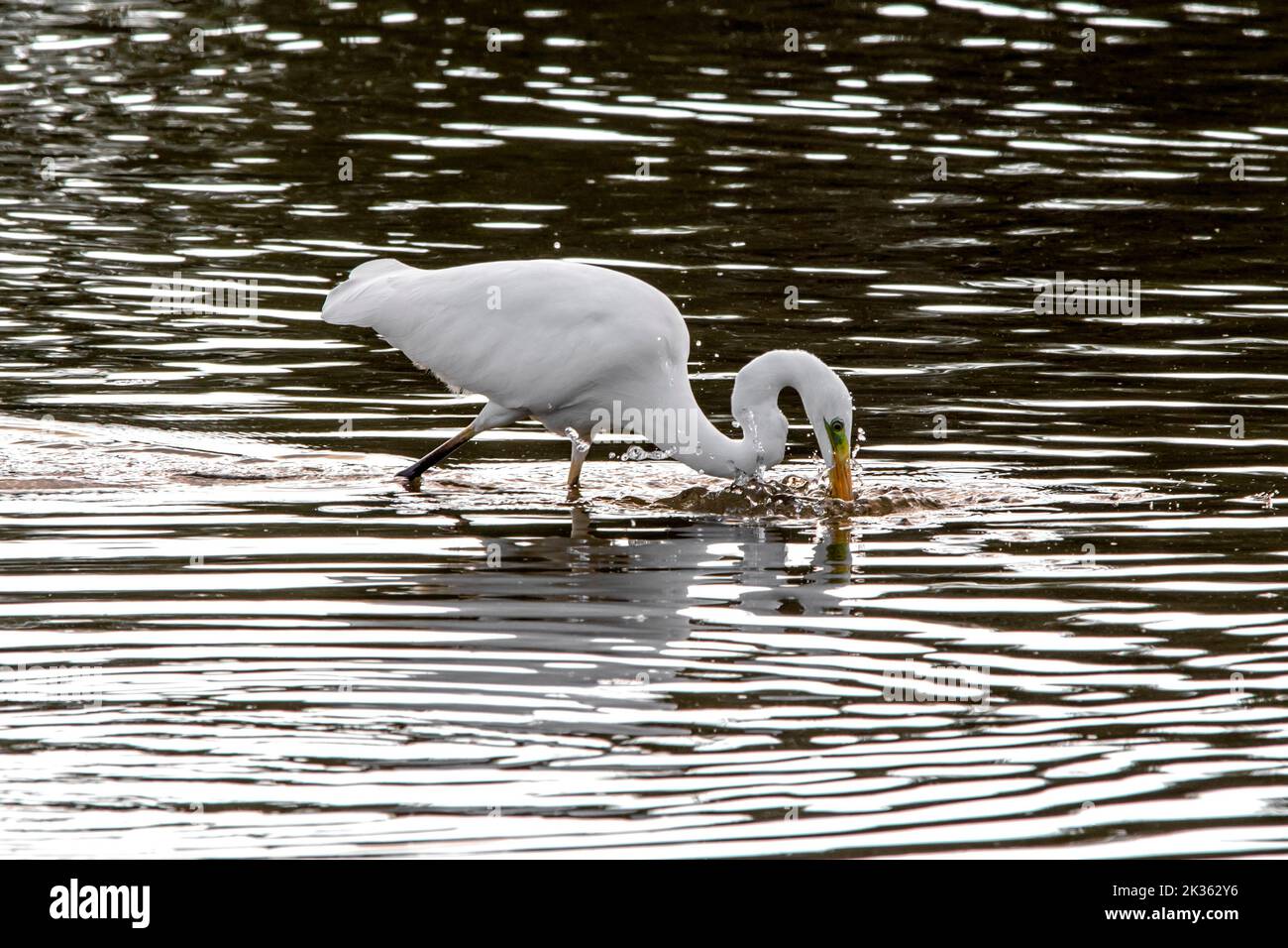 Great white egret / common egret (Ardea alba / Egretta alba) fishing in ...
