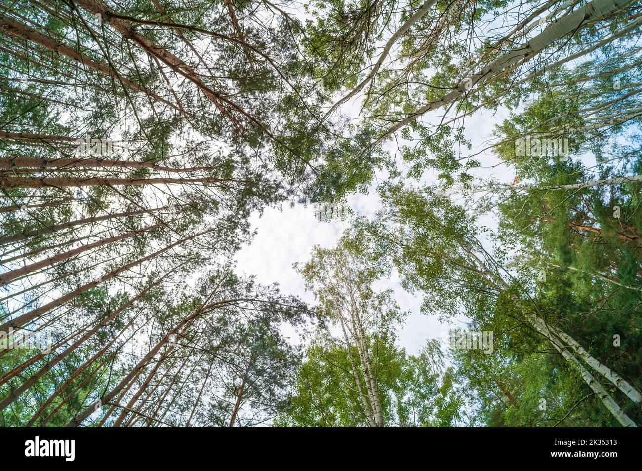 View upwards green treetops hi-res stock photography and images - Alamy