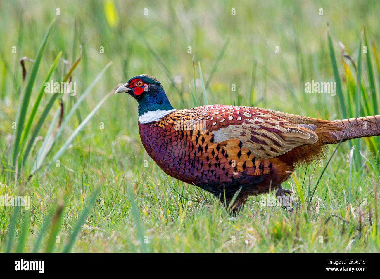 Common pheasant / ring-necked pheasant (Phasianus colchicus) male / cock running through meadow ...