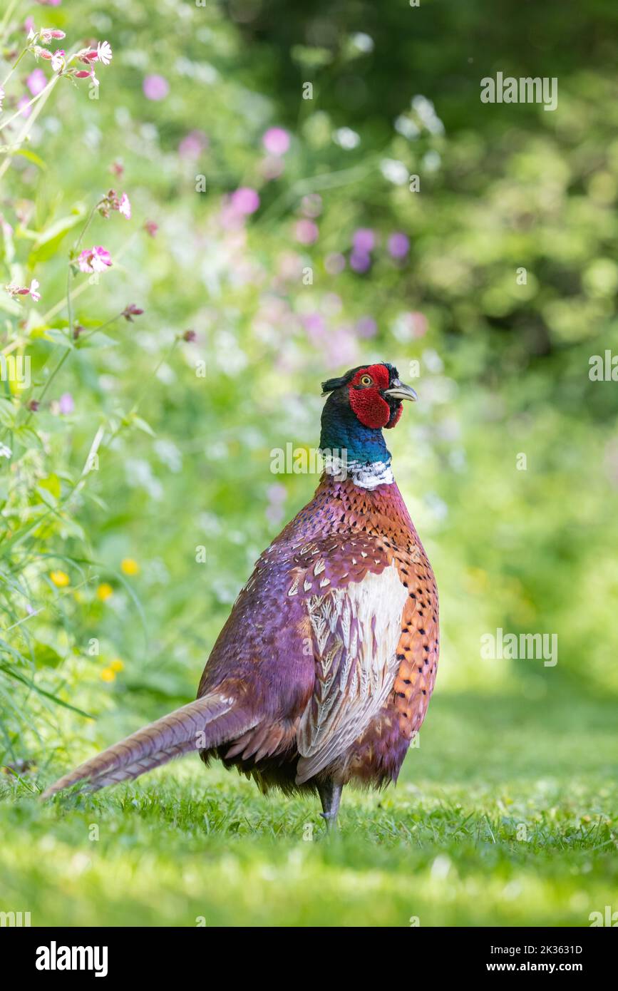 Male Pheasant [ Phasianus colchicus ] on path through wild flower ...