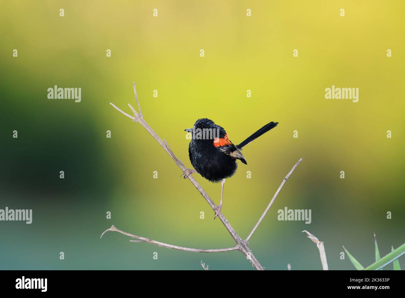 Malurus melanocephalus photo hi-res stock photography and images - Alamy